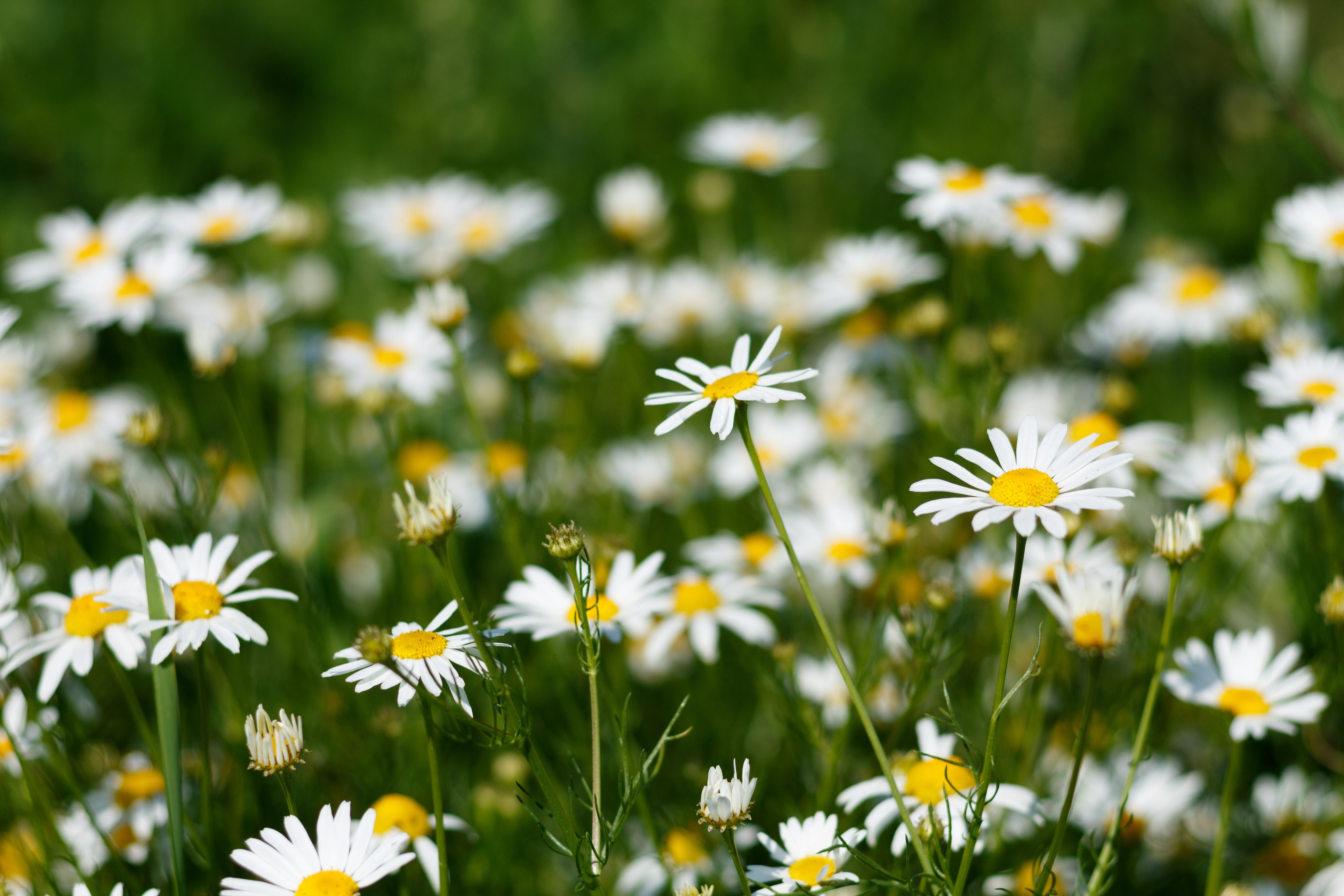 Bisabolol Explained, Skin Benefits, INCI- Procoal