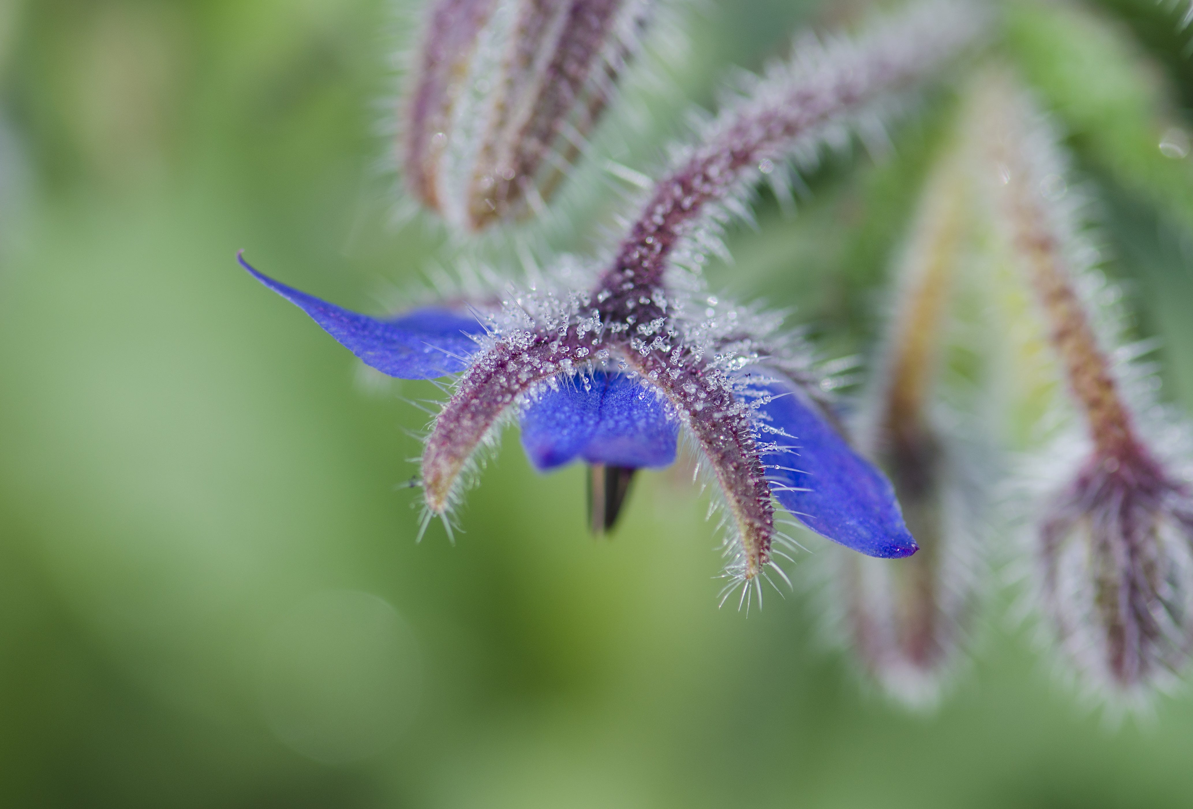 Borago Officinalis Seed Oil Explained, Skin Benefits, INCI- Procoal