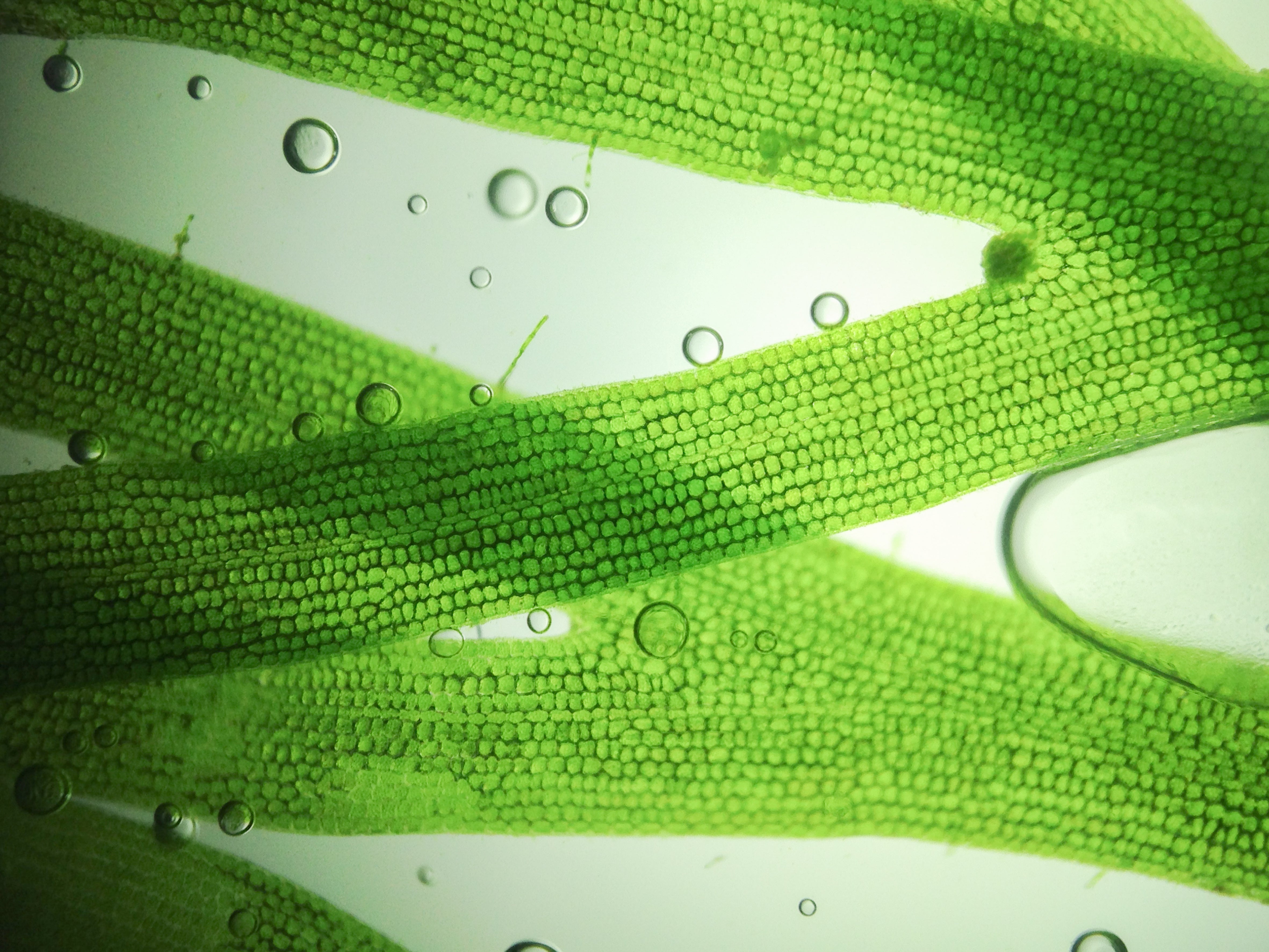 Algae Explained, Skin Benefits, INCI- Procoal